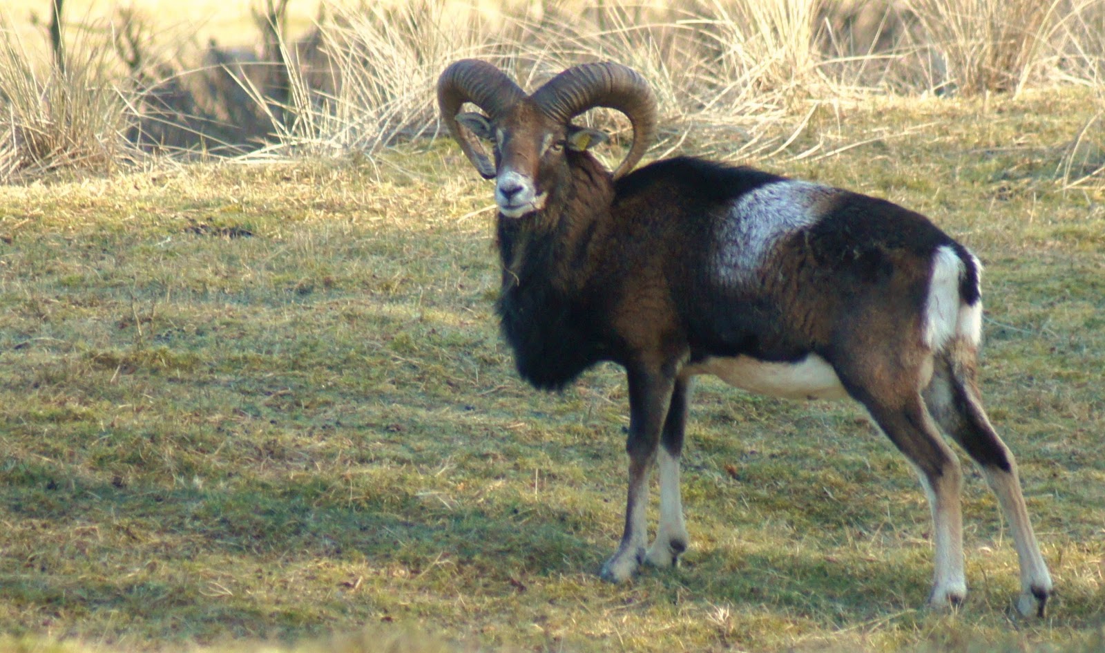 AMSTERDAMSE WATERLEIDINGDUINEN AWD: Je Moet Er Oog Voor Hebben
