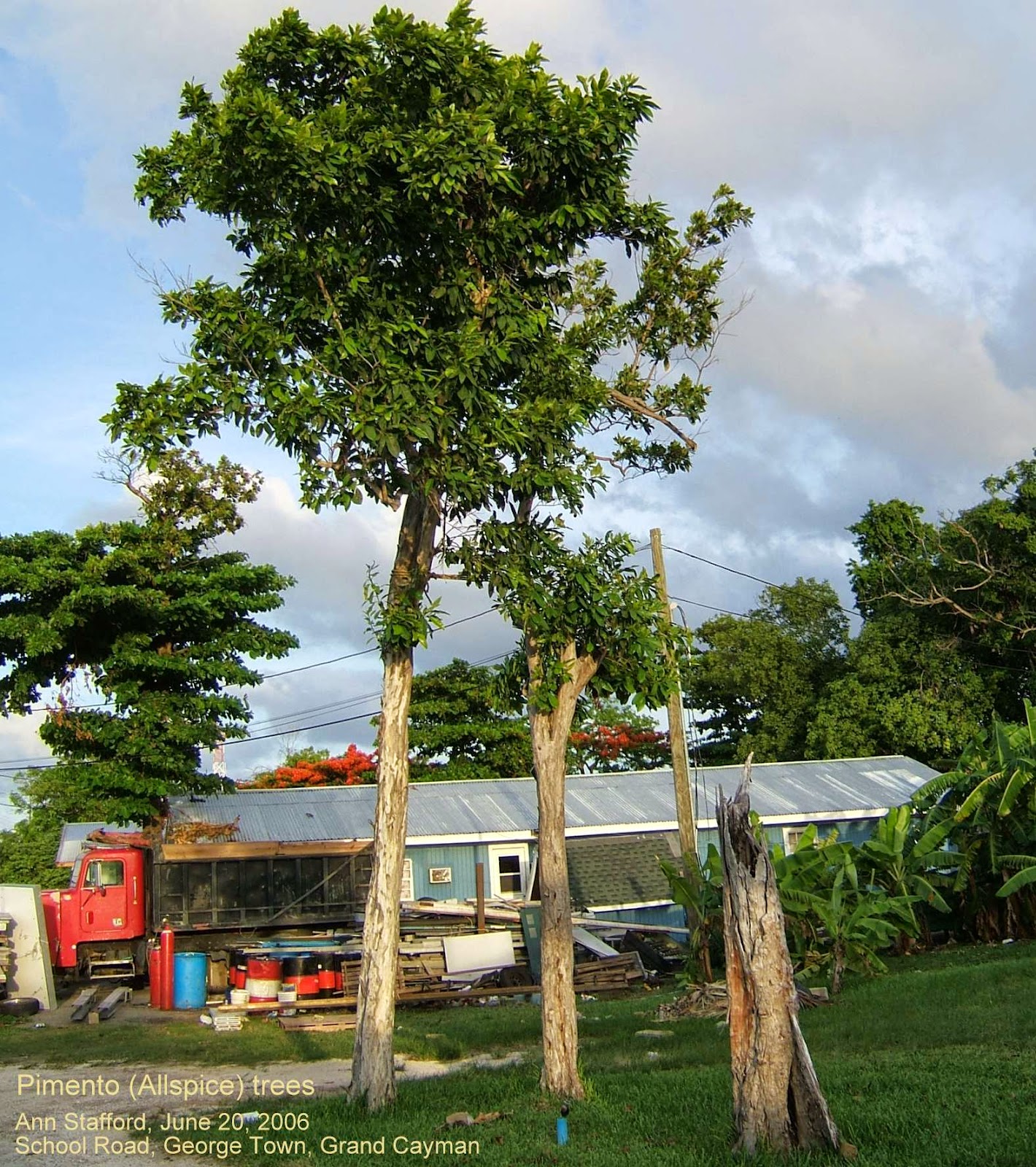 CaymANNature: Cayman PLANTS