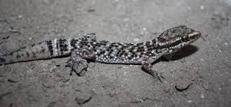 PLAAN : Gecko de Lima - Phyllodactylus sentosus