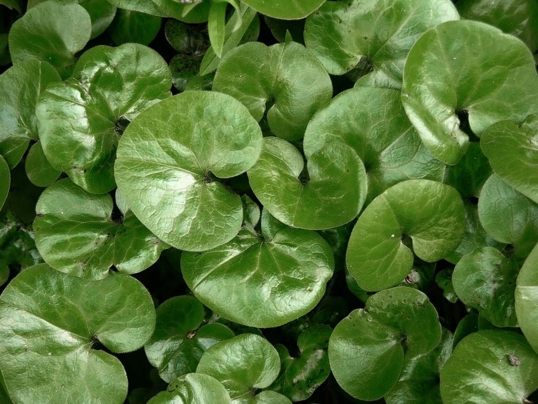 Nós, os Cachorros - No Japão: Plantas que curam: ÁSARO - Asarum europaeum