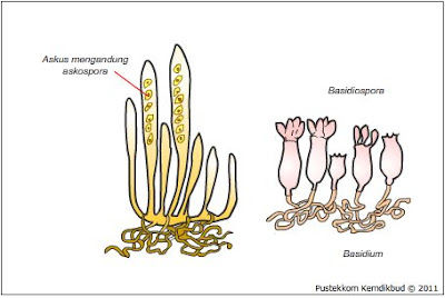 Spora Vegetati dan Generatif Jamur