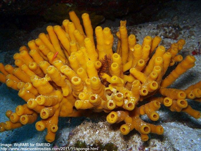 Ciensinando Biologia: Poríferos (esponjas)