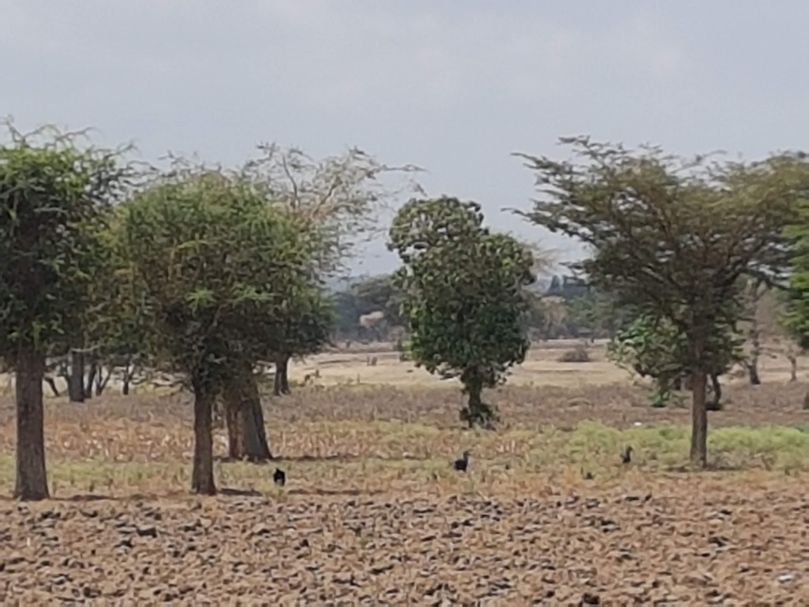 lakepurity: 검은 대륙 Africa,Ethiopia, Silte Tribe의 원시적 삶을 살아가는 가정탐방 ...