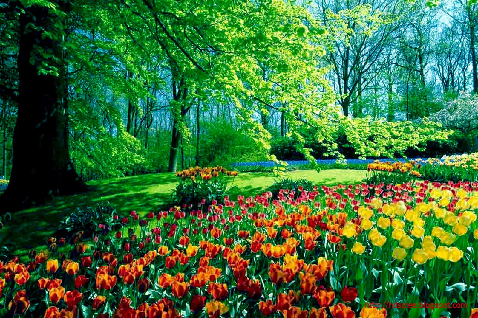 Beautiful Flower Garden's HD Wallpaper | HD Wallpaper | HD Screensaver ...