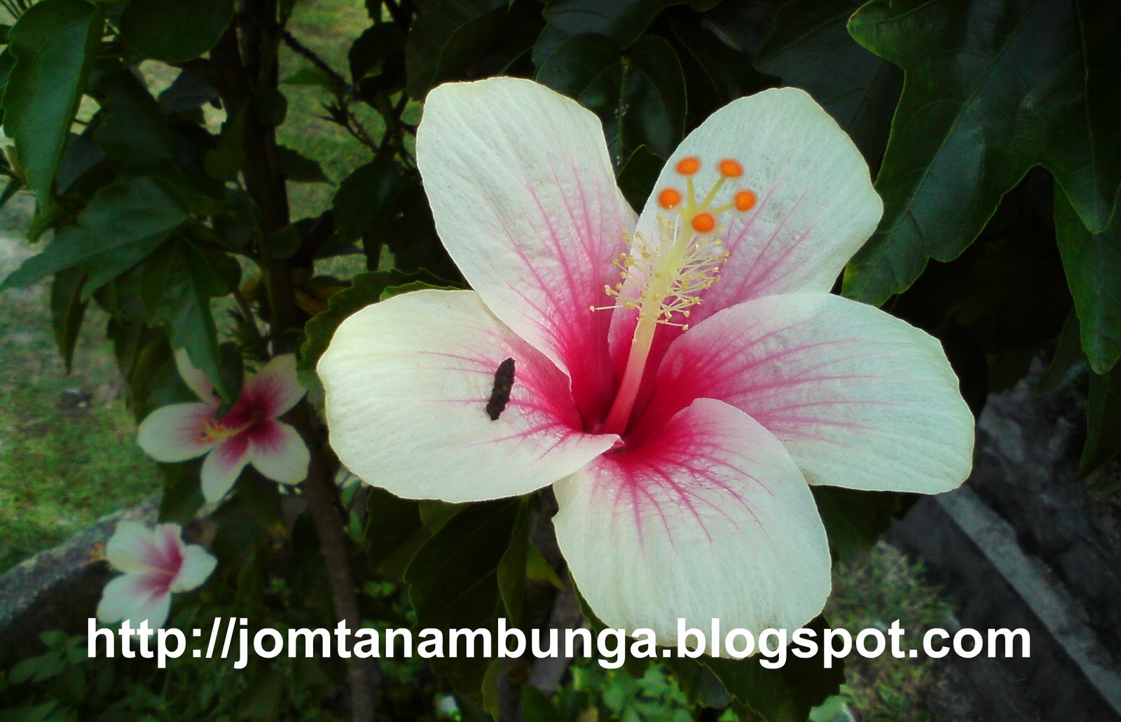 Jom Tanam Bunga: Bunga Besar