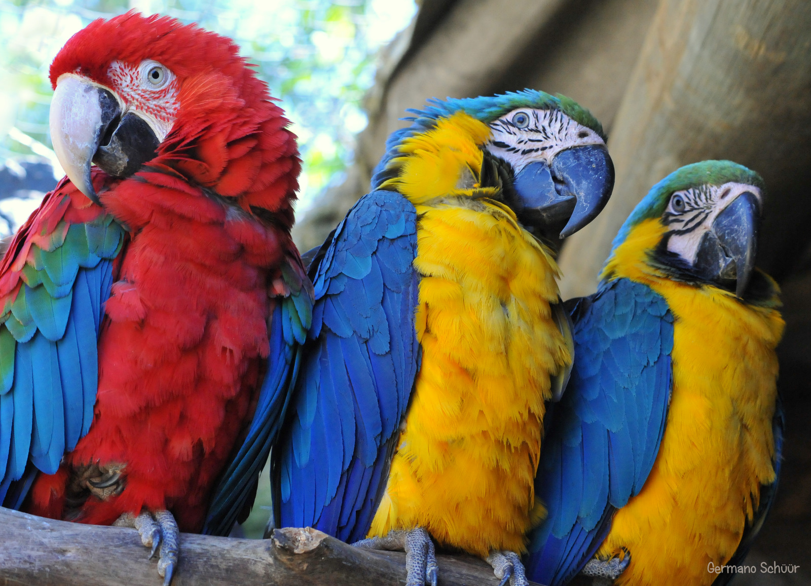 AVES BRASILEIRAS EM EXTINÇÃO ~ Dicas Grátis 2020