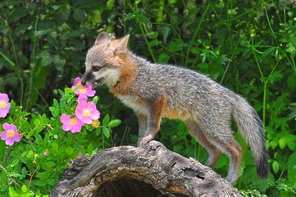 Delaware State Animal Grey Fox