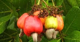 BENEFICIOS DEL MEREY O MARAÑON