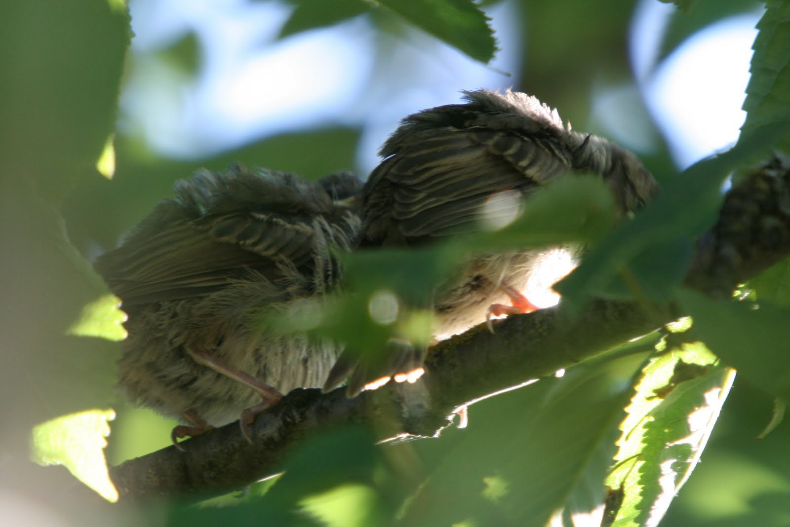 Birdland West: Fledglings in Seattle, Gulls in New Jersey