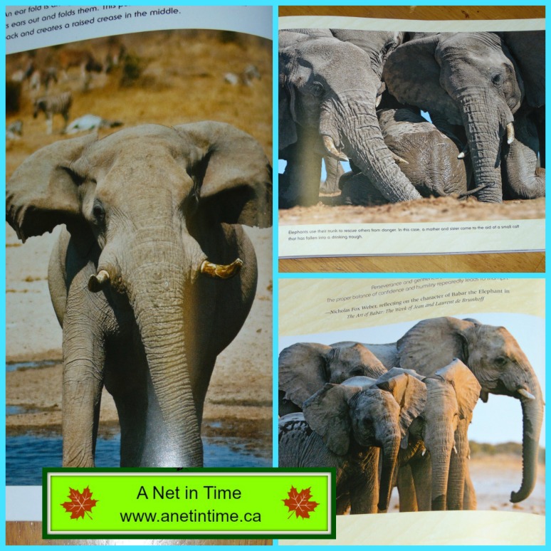 Review: The Elephant Scientist - A Net in Time