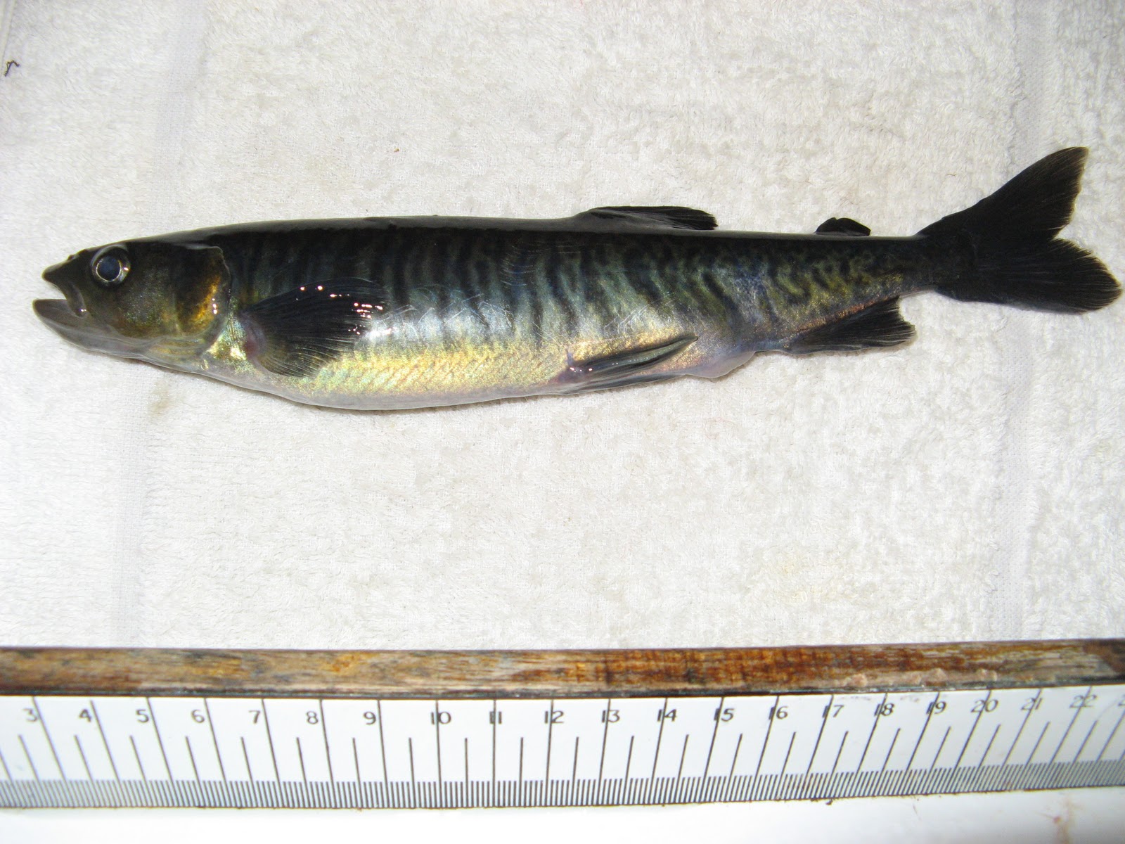 Sustainable Salmon: MSc: Effects of non-native salmonids on native fish ...