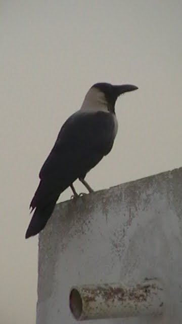 The Crow from Pakistan