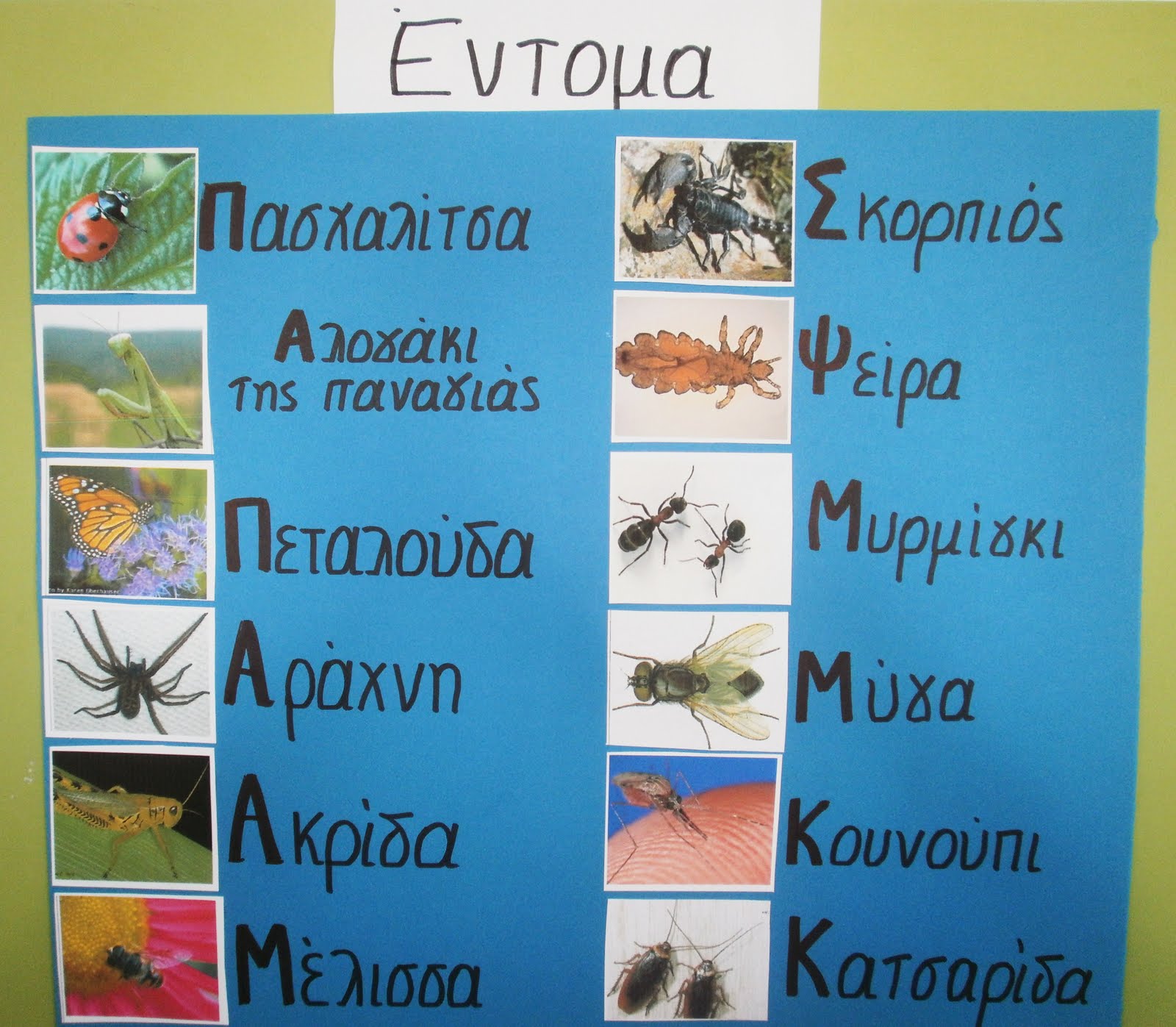 1ο ΝΗΠΙΑΓΩΓΕΙΟ ΙΣΤΙΑΙΑΣ: Μαθαίνουμε για τα ΕΝΤΟΜΑ στο νηπιαγωγείο ...