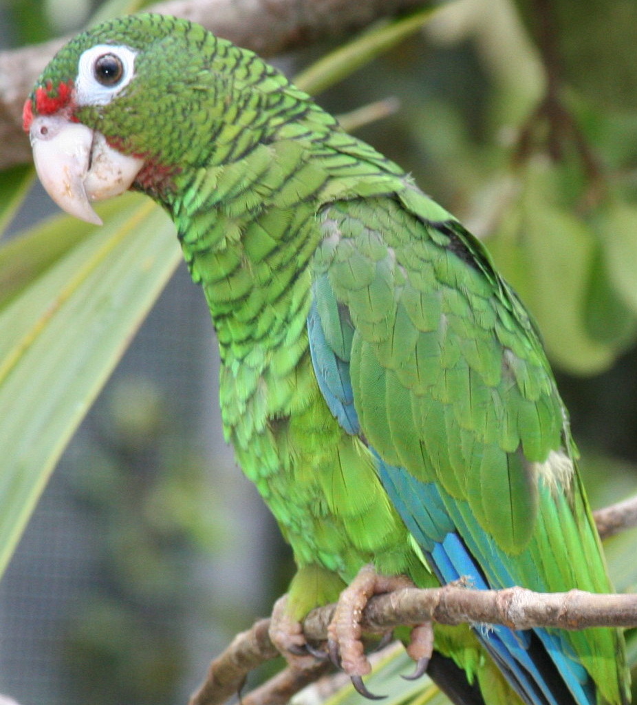hayquegoderse: Fotos de cotorras