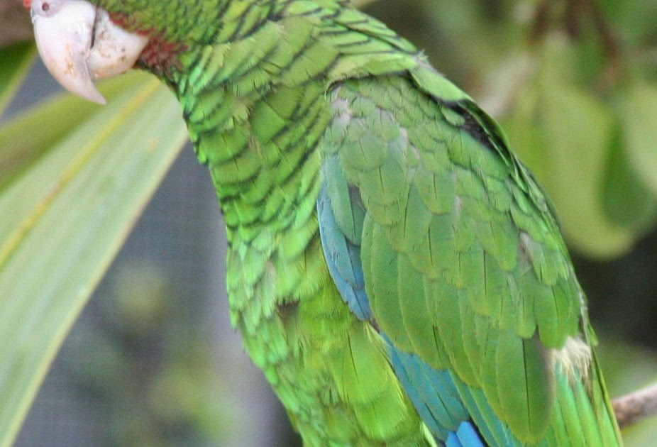 Casa Pueblo: De Puerto Rico la primera cotorra con genoma secuenciado
