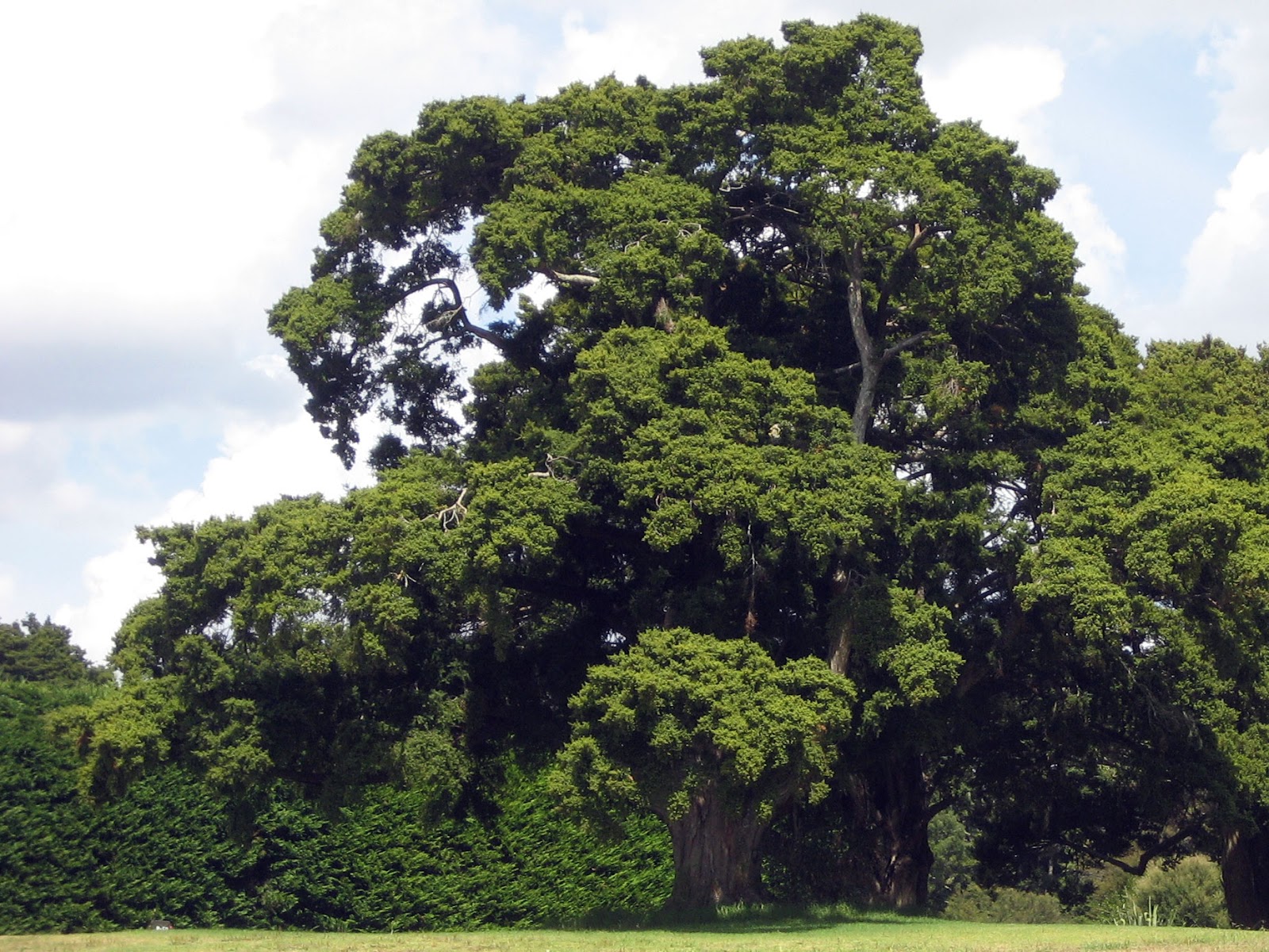 Guacamole In The Trees: Flora of New Zealand!
