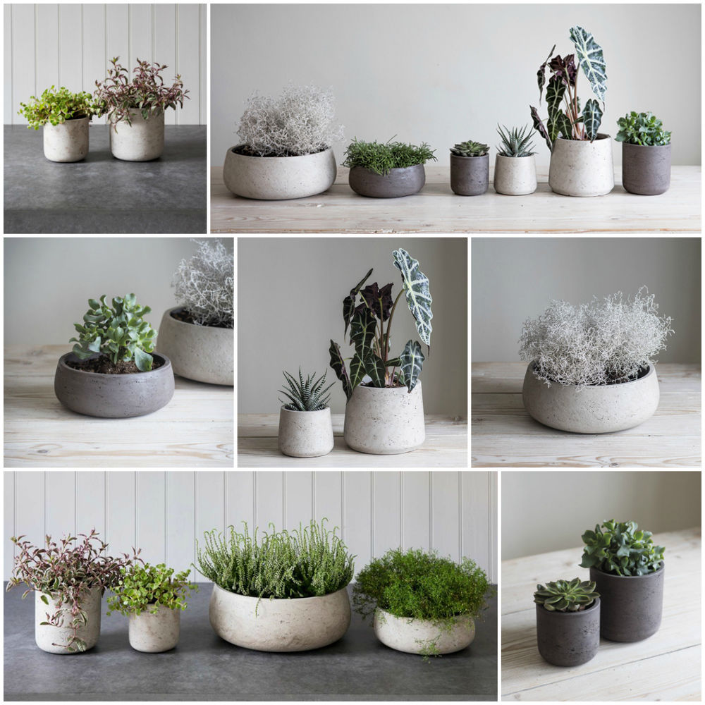 How to Choose Plant Pots