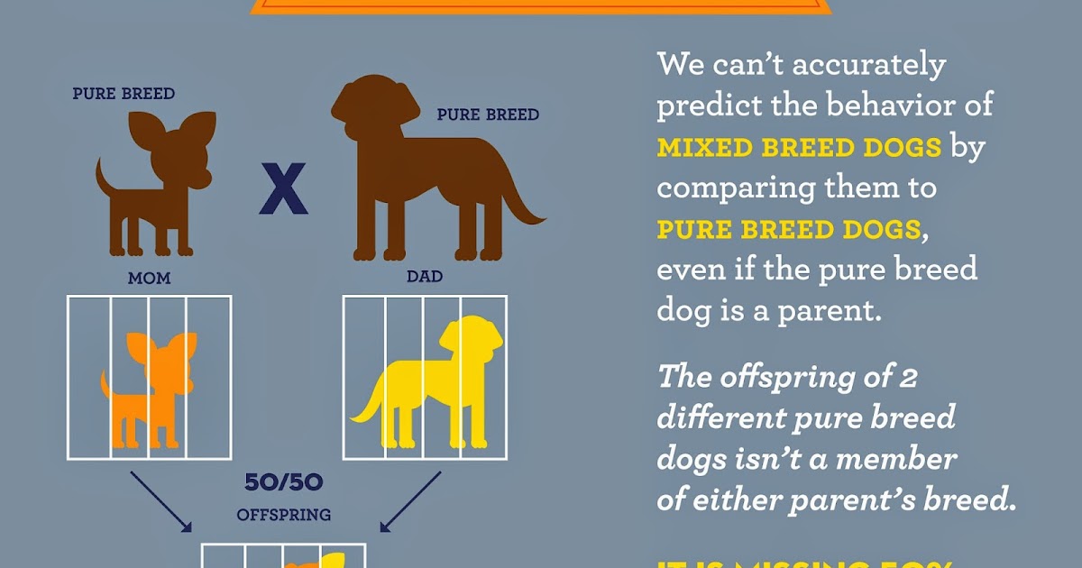 Becoming a Dog Breeder | Animalix - Magazine