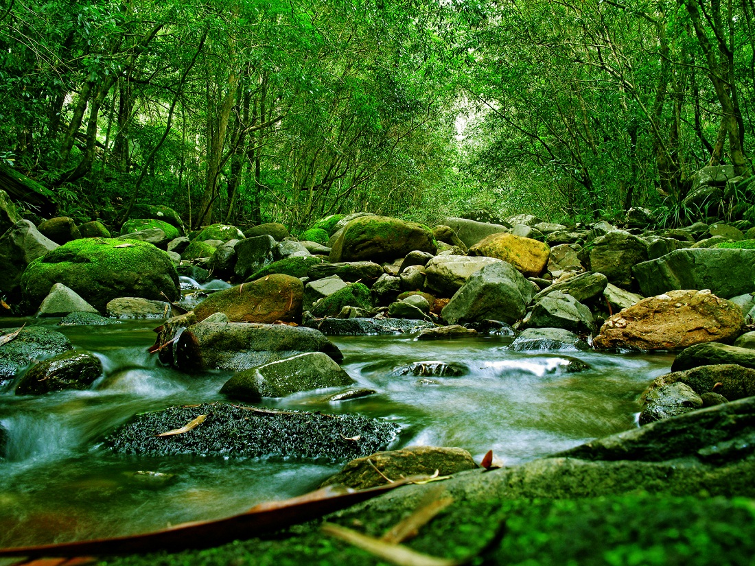 River In Forest - all about photo