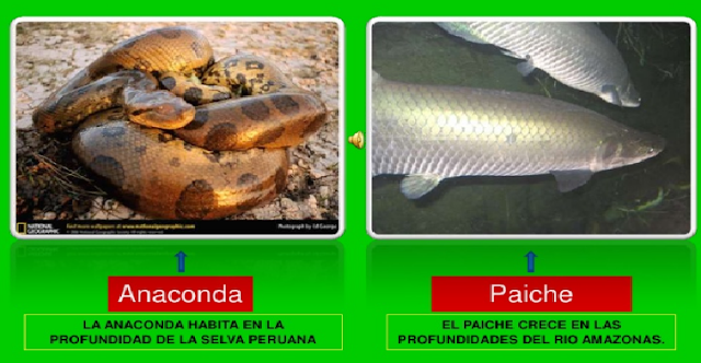 Ecorregión selva alta : CONOCIENDO LA SELVA DEL PERÚ