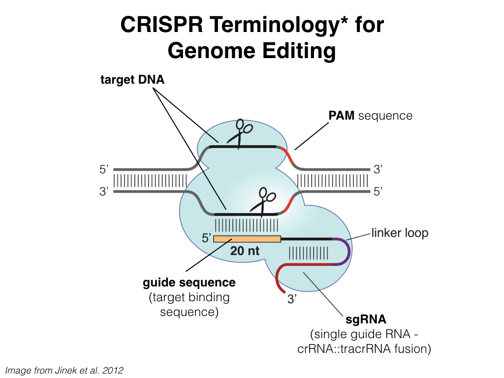 CRISPR Class: CRISPR Terminology
