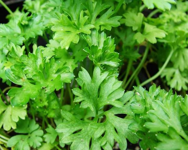 ECOHERBS .....: Maruvu[Marjorana Hortensis]