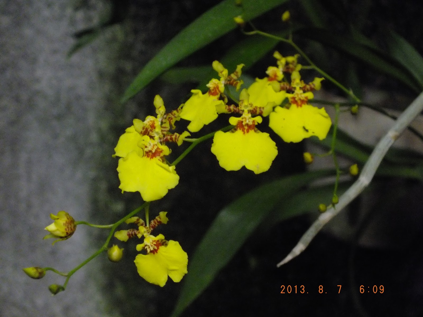 Photography with Dr. Ernie.: Oncidium altissimum, dancing lady flower
