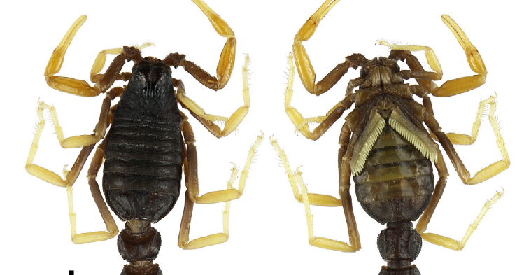 The Scorpion Files Newsblog: A new species of Orthochirus from Iran