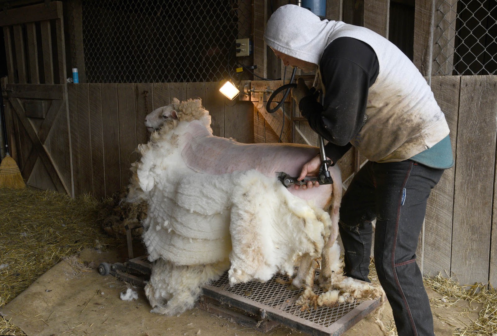 More Favorite Sheep: Wherein We Finally Admit Maisie Has Been Possessed