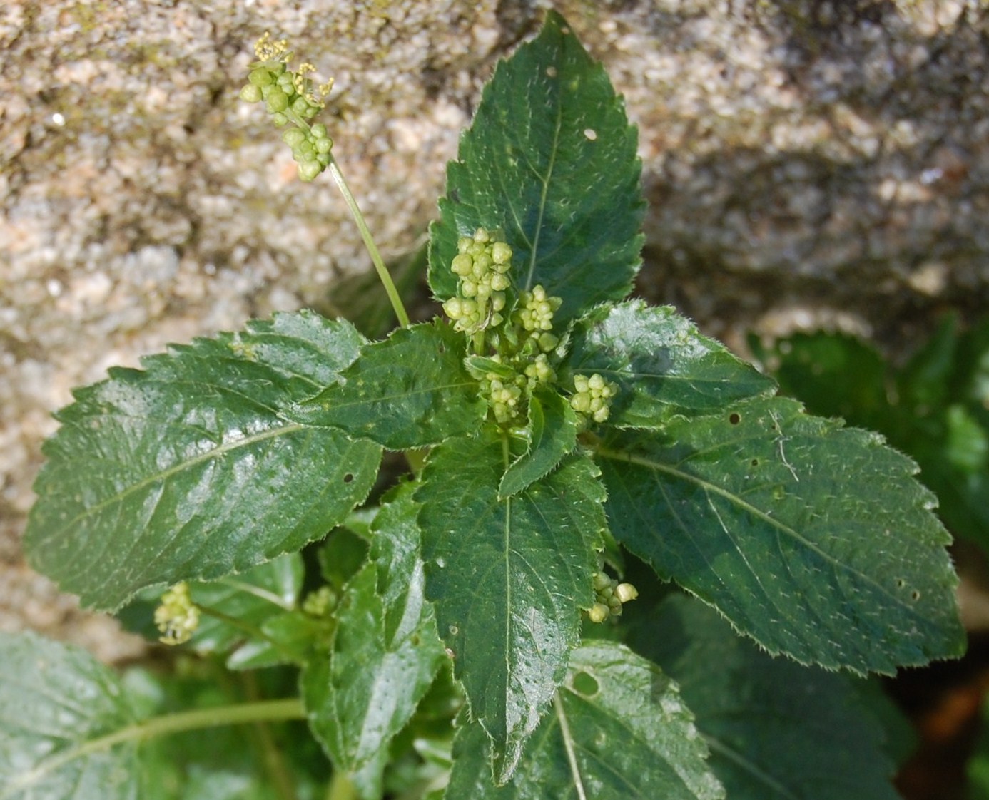 Estudo Geral: Mercurial (ou "erva-cagona")