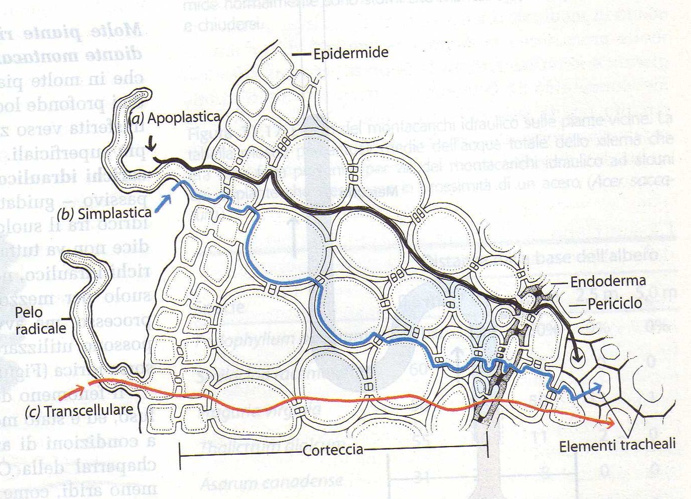 EDEN BIOGarden: Come viene assorbita l’acqua dalla pianta