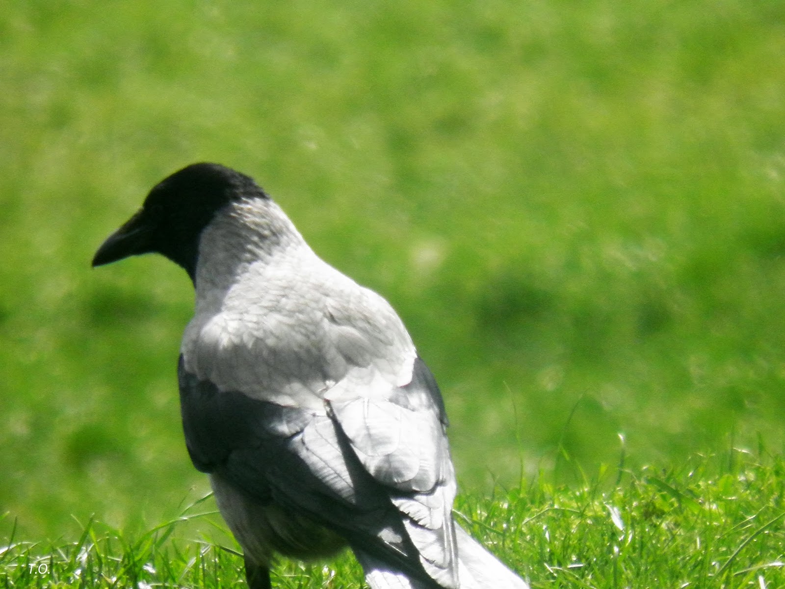 PASARI DIN ROMANIA: CIOARA GRIVA, Corvus cornix