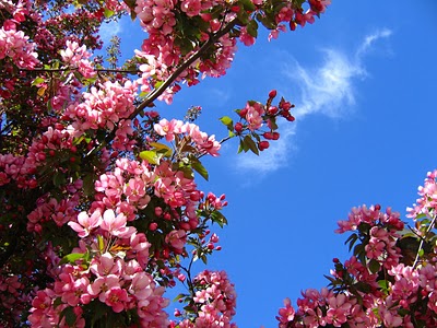 VALSUL VIETII: A VENIT FRUMOASA PRIMAVARA