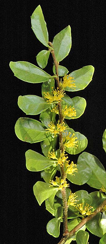 A Digital Botanic Garden: Azara microphylla, Box-leaved azara, Salicaceae