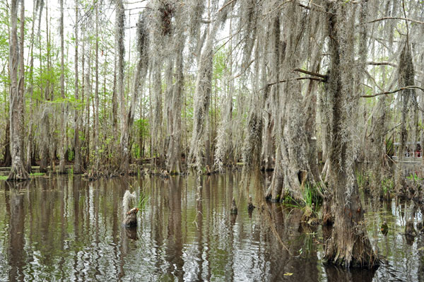 One Dusty Track: Postcard From The Swamp