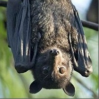 Bats Megabats Flying-foxes Fruit bats
