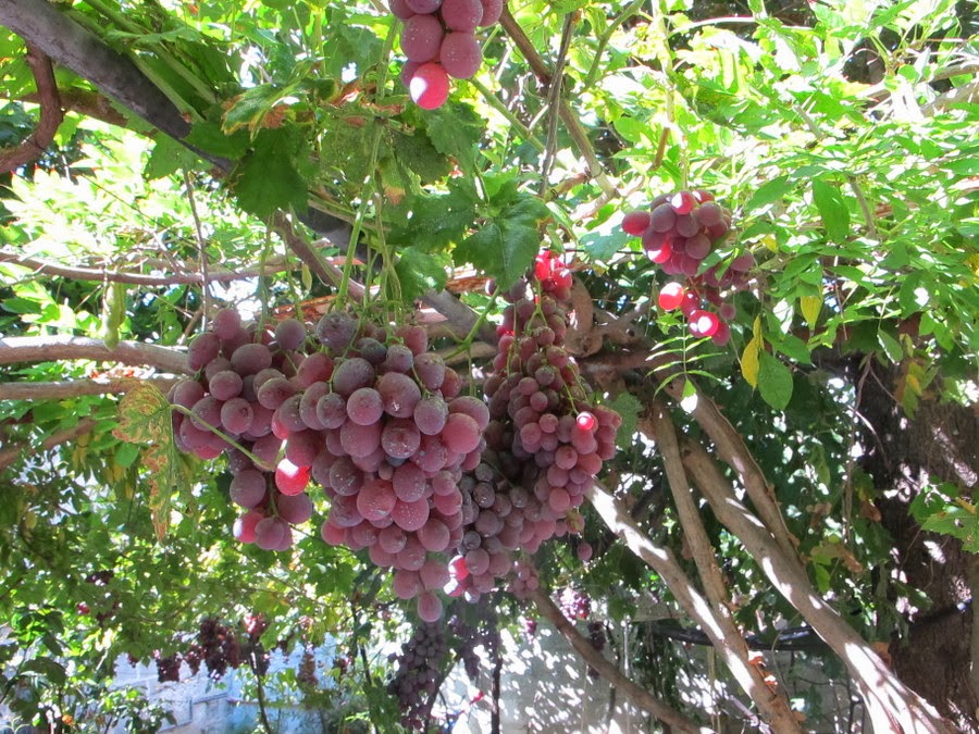 FLORA NEL SALENTO e.. anche altrove: Vitis vinifera L. - Vitaceae ...