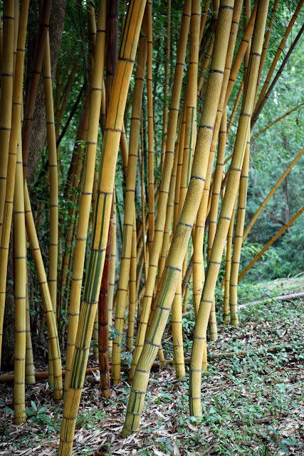 Southern Lagniappe: Adventures on Avery Island