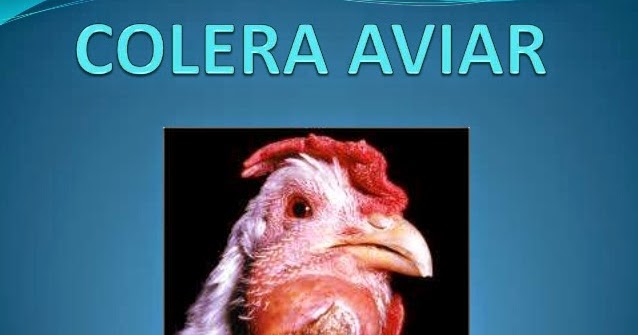 cólera aviar ~ enfermedades gallina ponedora