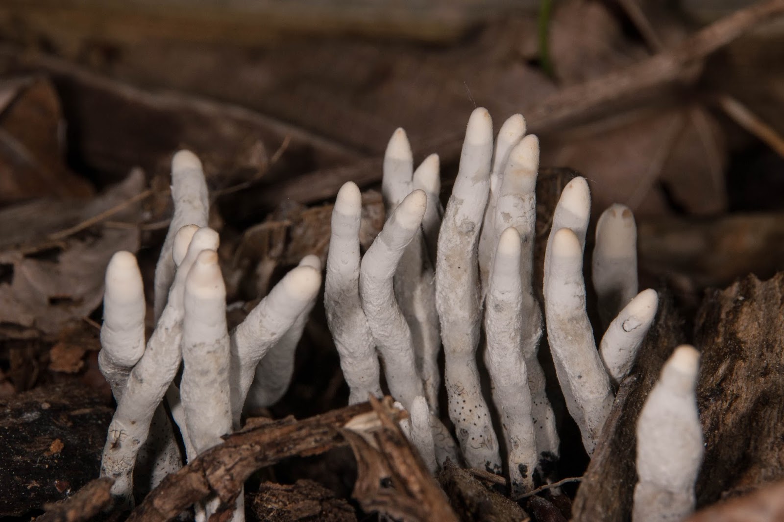 Champlain Islands' Nature: Dead Man's Fingers