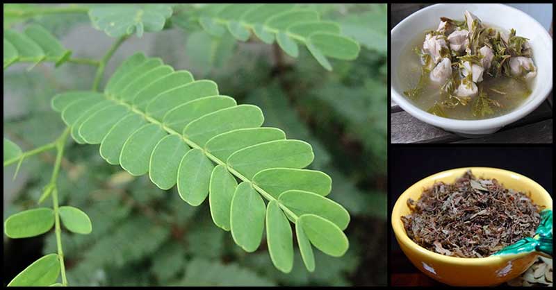 Health Benefits Of Tamarind Leaves We Need To Know | Dr Farrah MD