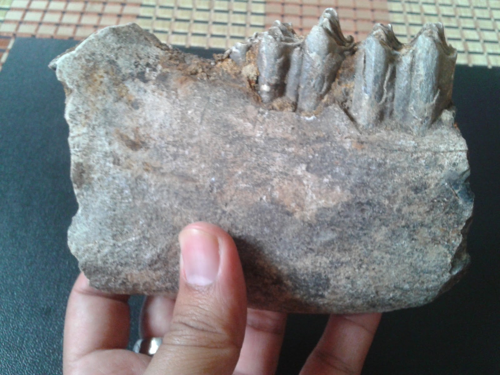 MISTIK 707 CORNER: FOSSIL GAJAH ZAMAN PRASEJARAH DAN SUMBU BADAK JADI BATU