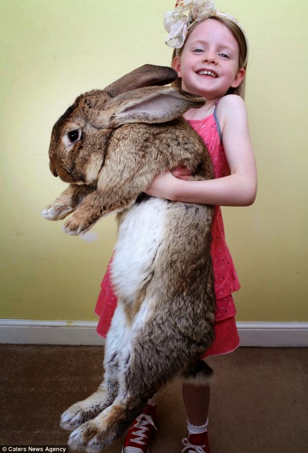 ¿Sabías cuál es el conejo más grande del mundo? - Seamos Mas Animales ...