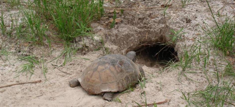 Life on s/v Prodigal: Environmental Study of the Gopher Tortoise