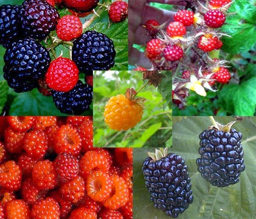 .:MY SMALL GARDEN:.: Raspberry