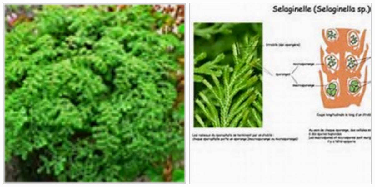 Taxon des Embryophytes et Bryophytes ~ ecologie environnement