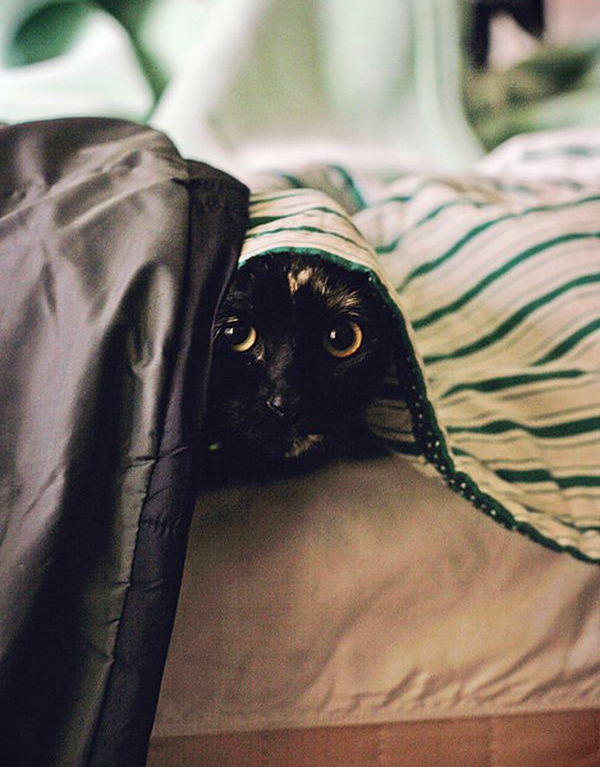 Spy Cats – Ambush Cats doing Hidden Camera Work! ~ HD wallpapers