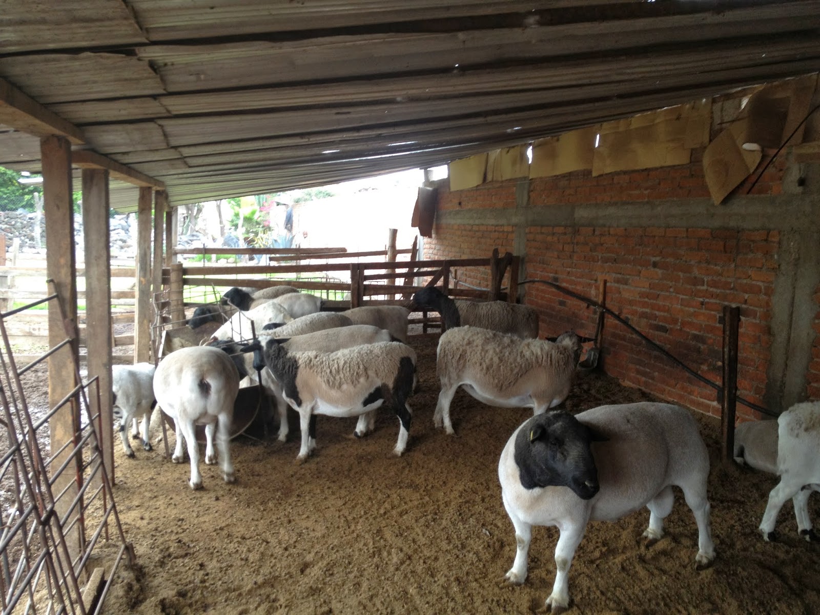 Borregas dorper en Criadero Dorper