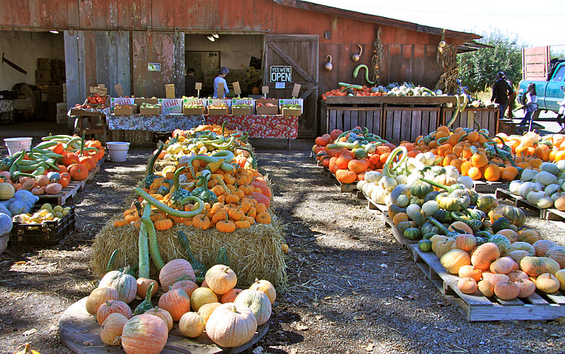 Salvation Sisters: Pumpkins for Pilgrims and Pumpkin-Apple Spice Cake ...