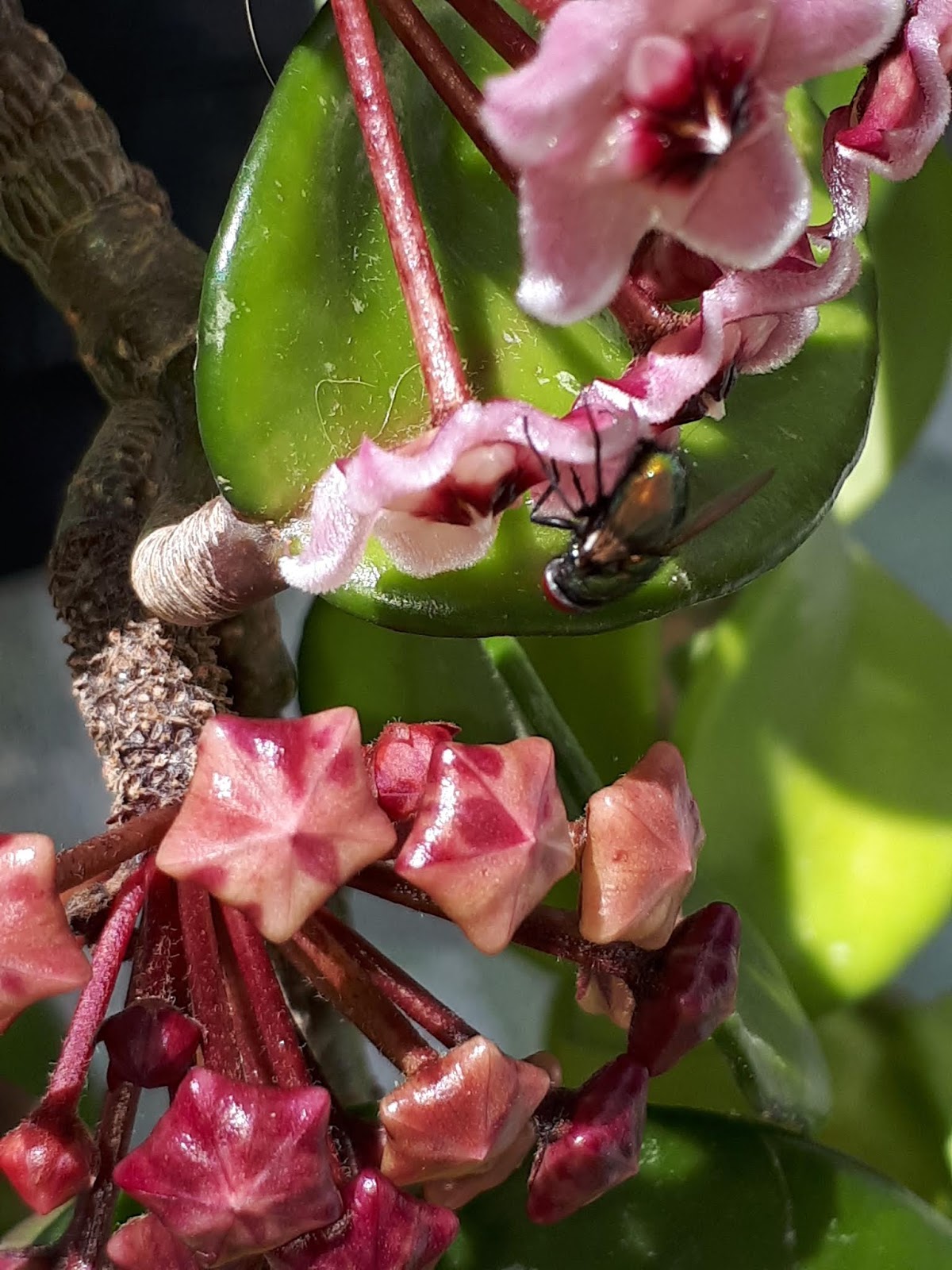 Gerrit's Hoya flowers: Hoya compacta, Hoya carnosa `Krinkle 8`